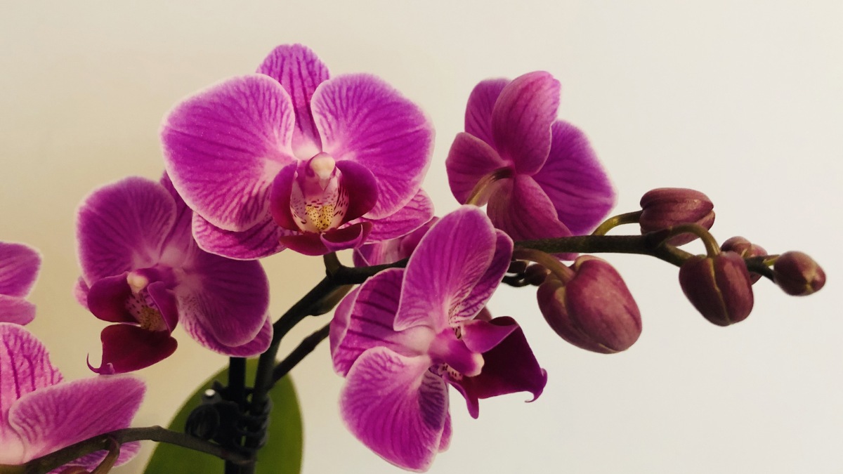 Orhideja: osjetljiva ljepotica koja će uljepšati svaki prostor