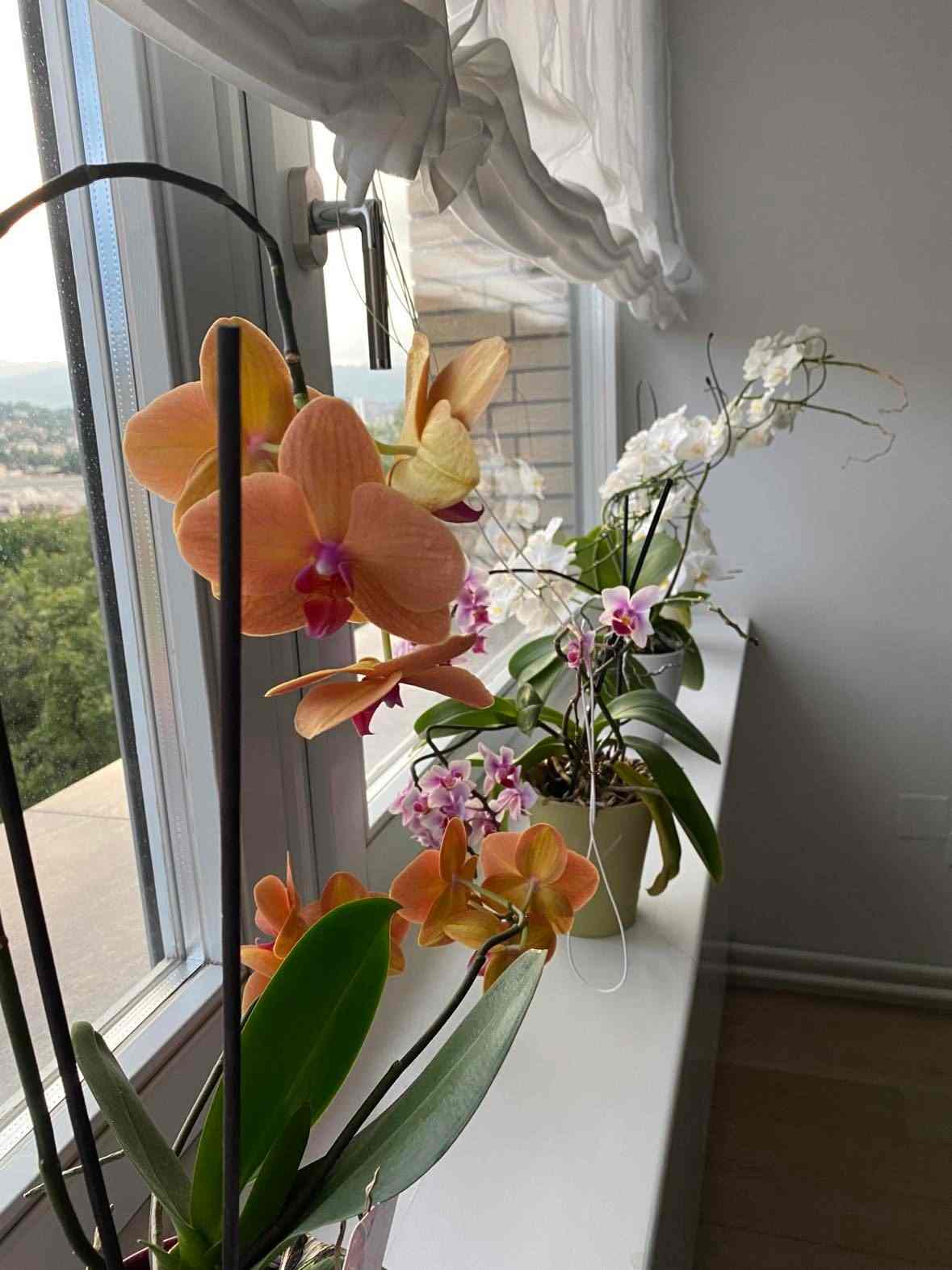 Orhideja: osjetljiva ljepotica koja će uljepšati svaki prostor